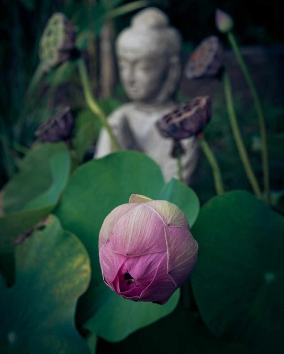 Lotus Unalome Tattoo Meaning: A Spiritual Art Piece - The Hangout ...